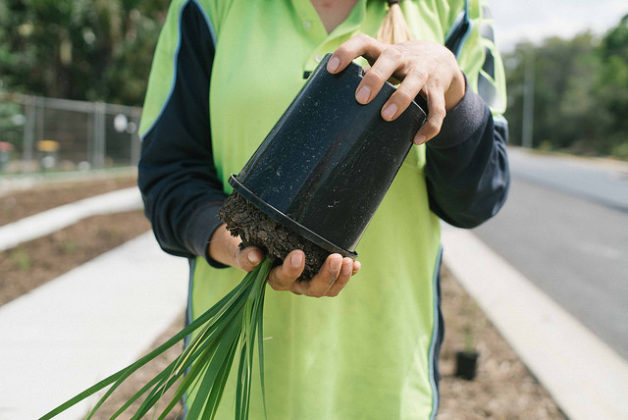 Timberwolf Planting (Australia) – Tree-Planter